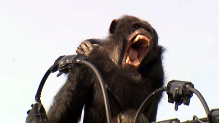 Great escape: Chimp leads zoo staff, officials on 2 hour chase