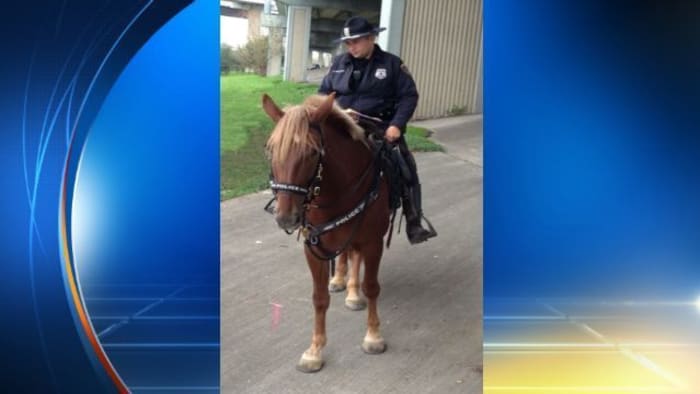 HPD mourns loss of patrol horse