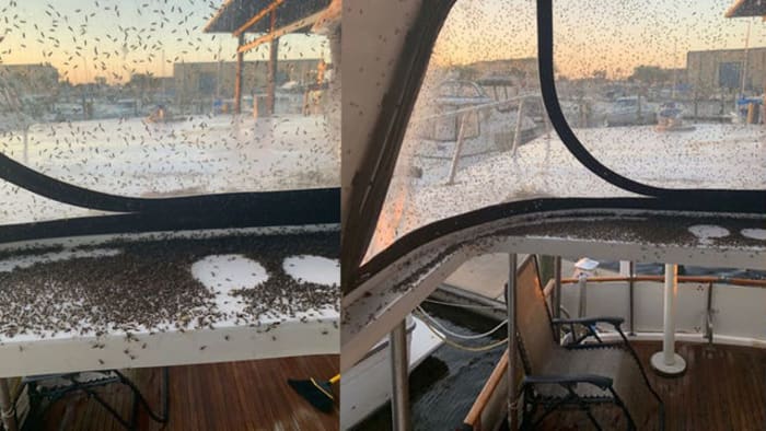 Midges miff boat owners at downtown Sanford marina