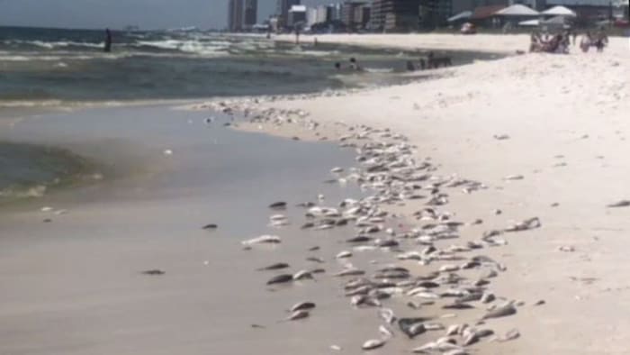 Red tide appears along Florida Panhandle