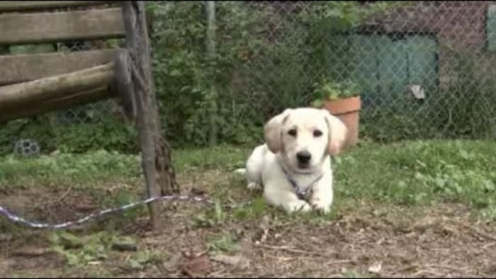 Tracker app helps find lost pet