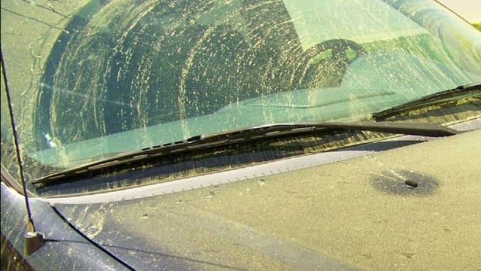 tree pollen on car