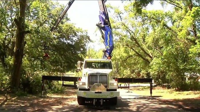 Is 'Megatron' the future of tree trimming?