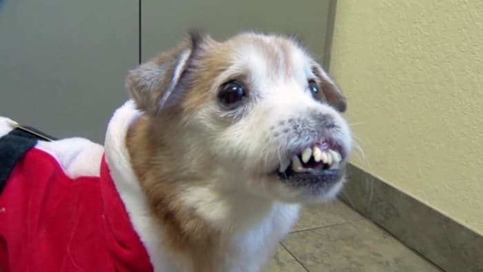 Noseless dog named Sniffles looking for forever home