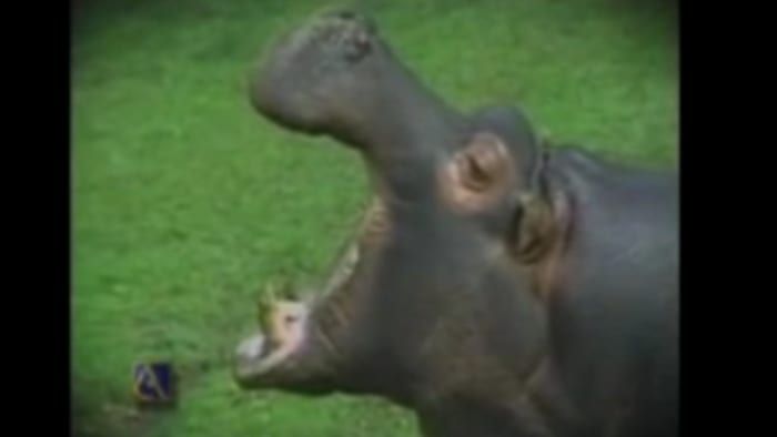 Watch: Detroit Zoo commercial from 1980s