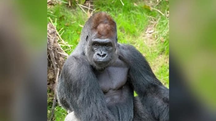 Gorilla escapes barrier into hog exhibit at Houston Zoo, officials say