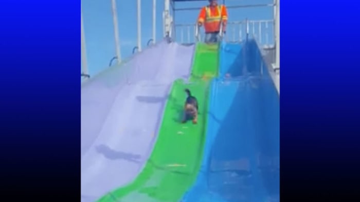 Video of dog riding down slide goes viral