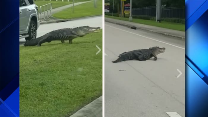 Smart gator looks both ways before crossing Florida street