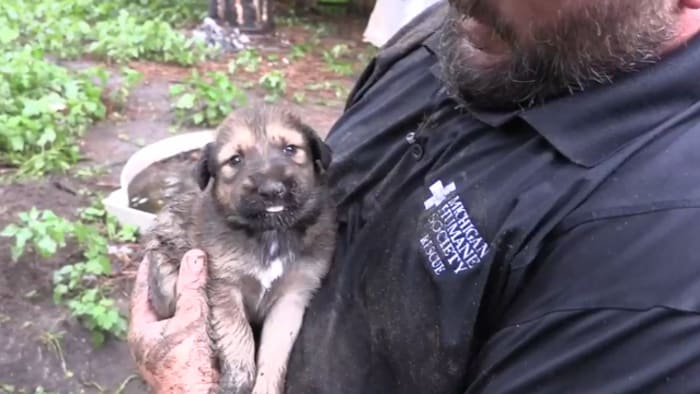 WATCH: Michigan Humane Society rescues 11 puppies from Detroit yard