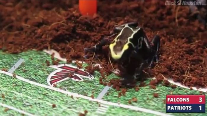 Frogs helping to predict Super Bowl LI winner