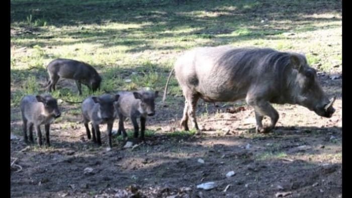 Detroit Zoo debuts warthog piglets