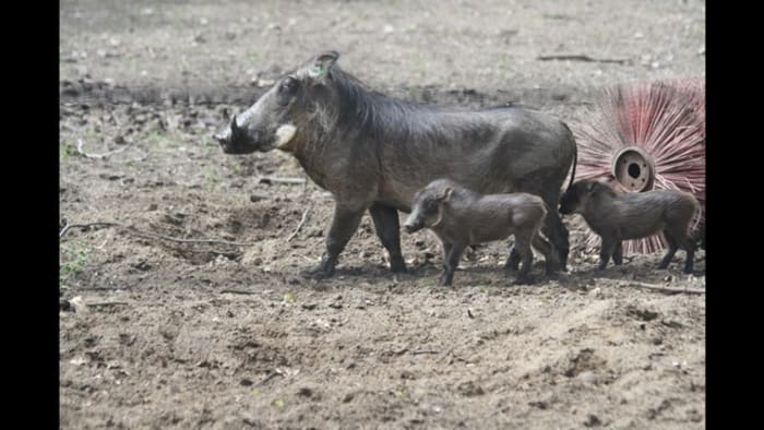 Detroit Zoo introduces warthog piglets