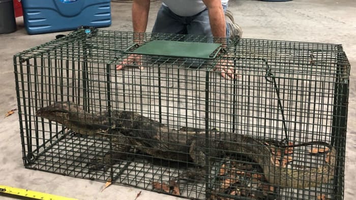 Freaky big Florida lizard finally captured after year on the lam
