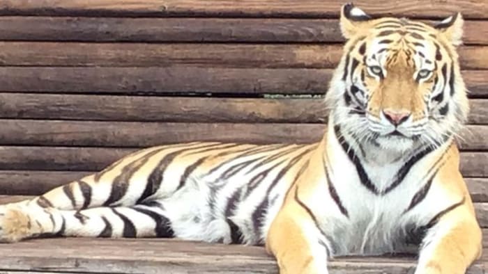 Best animal attraction winner: Catty Shack Ranch Wildlife Sanctuary