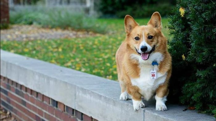 Meet Reggie: The corgi some U-M students want to elect student ...