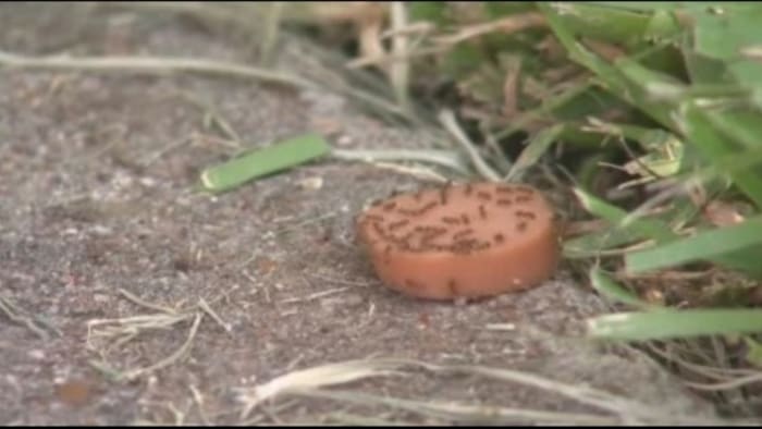 Rasberry crazy ants invade communities north of Houston