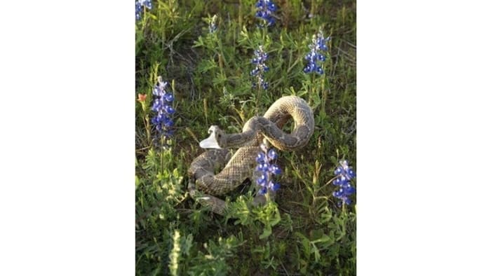 Picture of snake raises concern about bluebonnet hunting