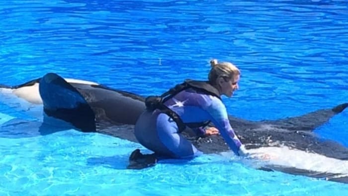 SeaWorld debuts trainer emergency vests