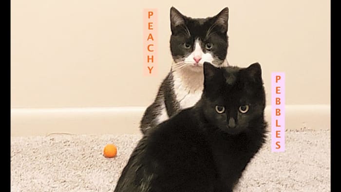 Kittens in Detroit looking for their fur-ever homes