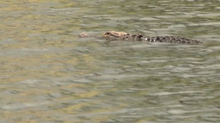 6-foot alligator spotted in Nassau County neighborhood
