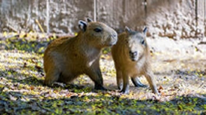 CUTE ALERT: Capybara twins born at Houston Zoo