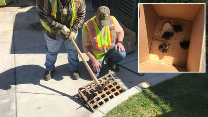 Police officers rescue baby ducks that fell through sewer grate