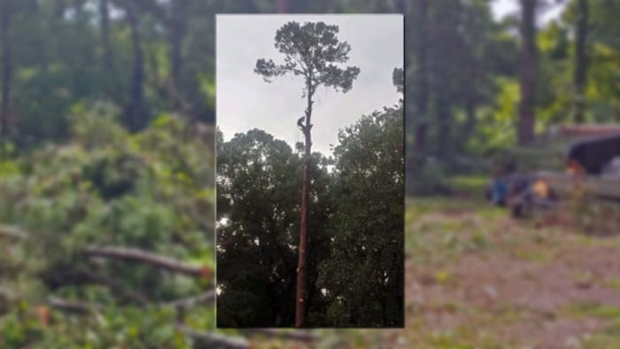 Trimmer seriously injured in 50-foot fall from tree