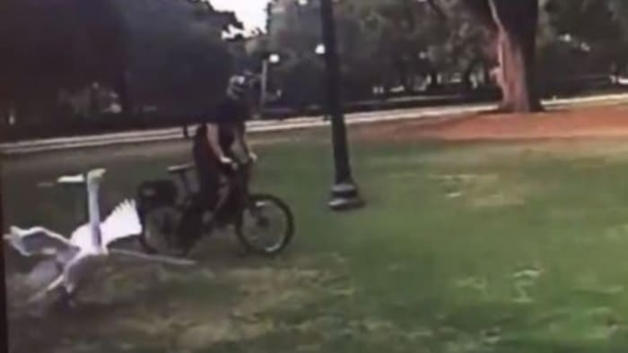 Video shows swan chasing OPD officer