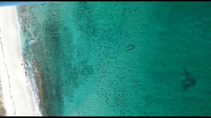 Florida shark migration begins with lower numbers than previous years