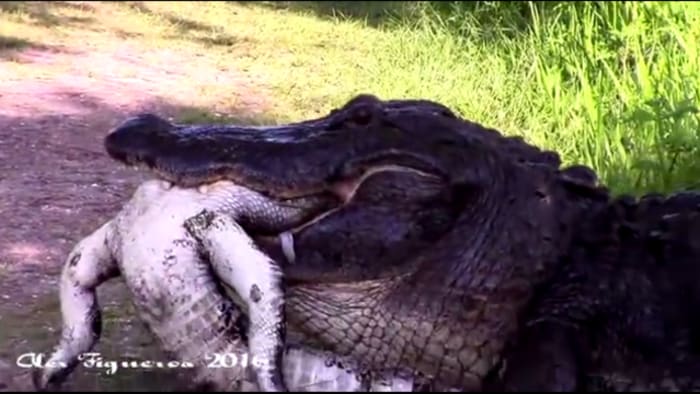 Video shows alligator eating another alligator