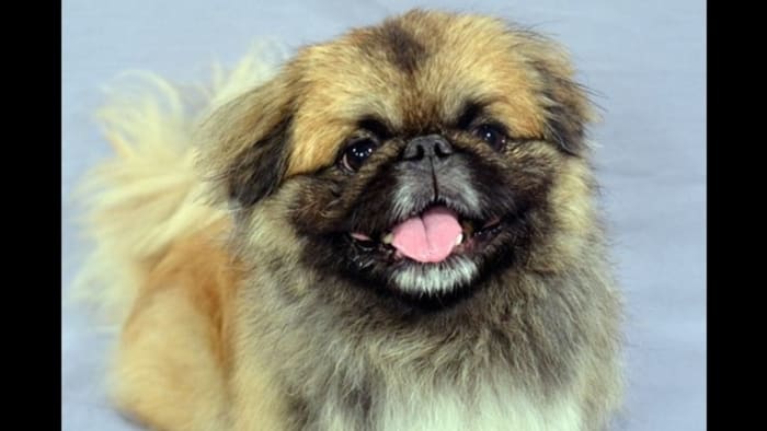 Prince the Pekingese is royalty