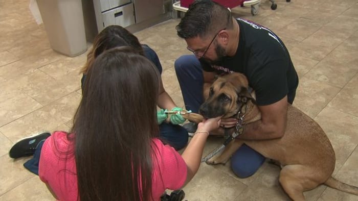 How your pup can help with the nationwide dog blood shortage