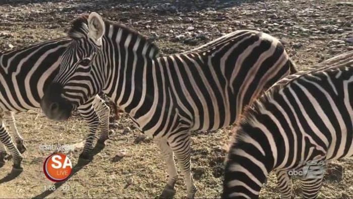 Wild Wednesday: Zebras