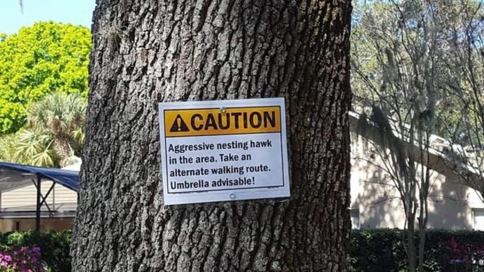 Orlando golf course posts warning sign for aggressive hawks