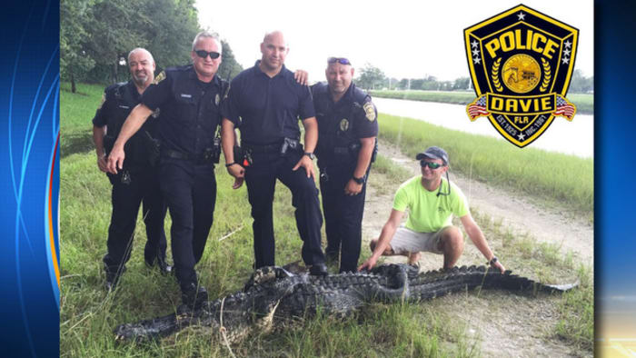 Large alligator captured near schools