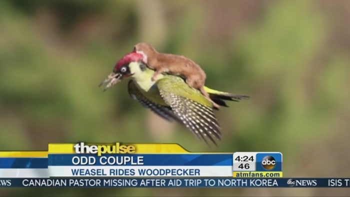 WATCH: Amazing photo captures weasel riding flying woodpecker
