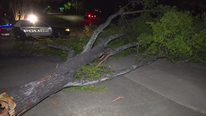 Winds knock down tree onto Houston street