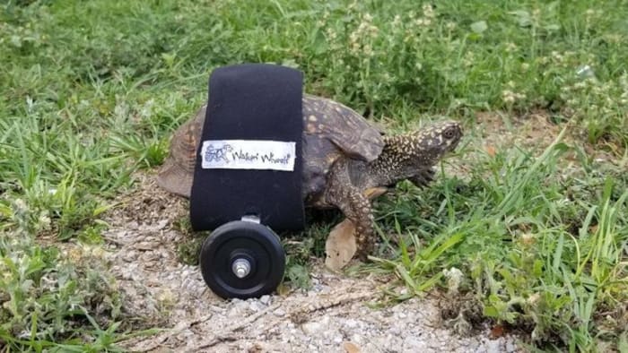 Injured Florida tortoise receives first ever turtle wheelchair