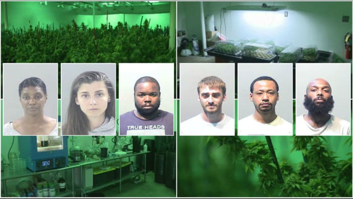 6 charged after 1,000 marijuana plants seized in massive drug bust ...