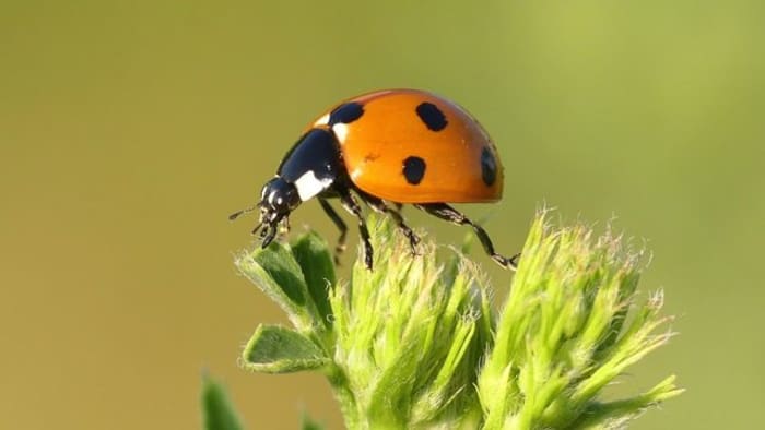 Ladybugs 'bloom' cloud shows up on California weather radar