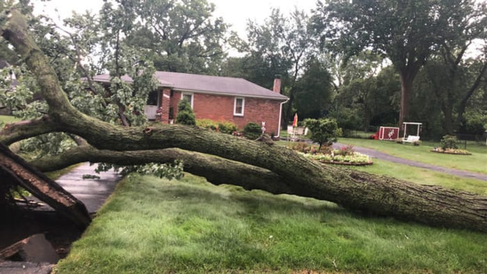 Intense storms uproot massive trees in Southfield
