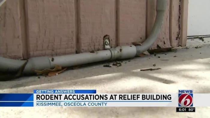 Rat infestation accusations arise at Puerto Rico Federal Affairs ...