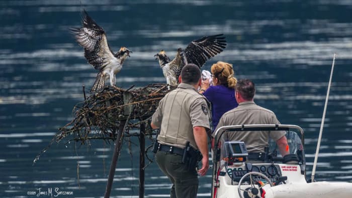 Southeast Michigan's oldest known osprey turns 20