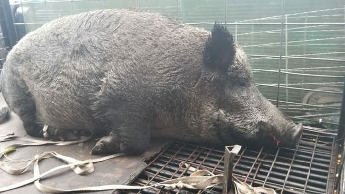 400-pound hog captured in Palm Bay near school bus stop