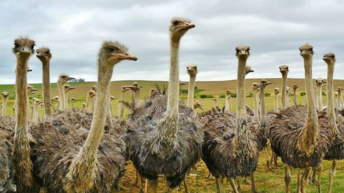 Wild Weekend: Camel, ostrich, zebra races at Retama