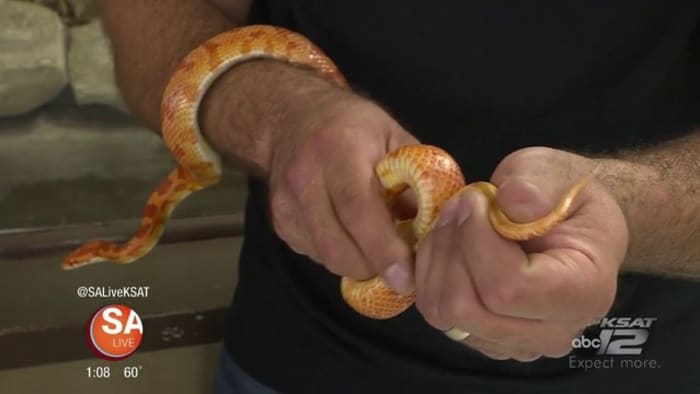 Wild Wednesday: Snake Gender Reveal