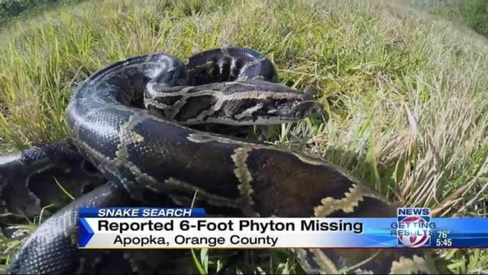 6-foot python reported in Apopka neighborhood