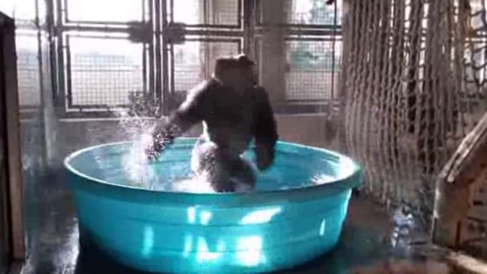 Dancing Gorilla Shows Off Moves in Kiddie Pool