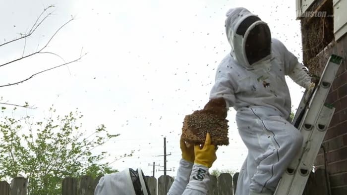 Pest control company helps Houston woman get rid of home's massive bee ...