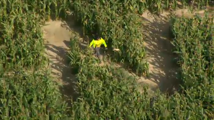 WATCH LIVE: Paula Tutman does the Mustang Corn Maze